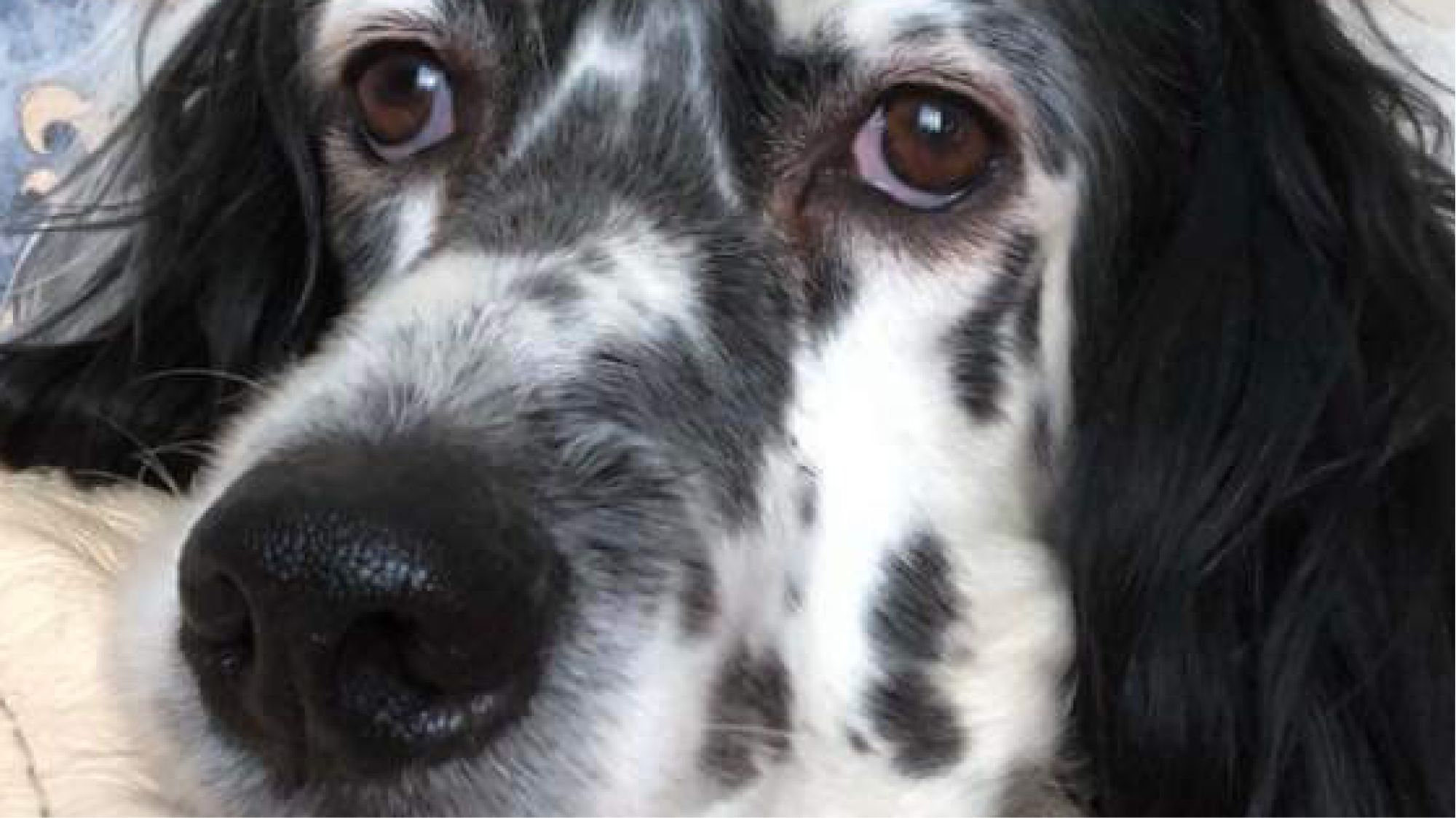 Paws for a cause: help Dias receive life-saving treatment